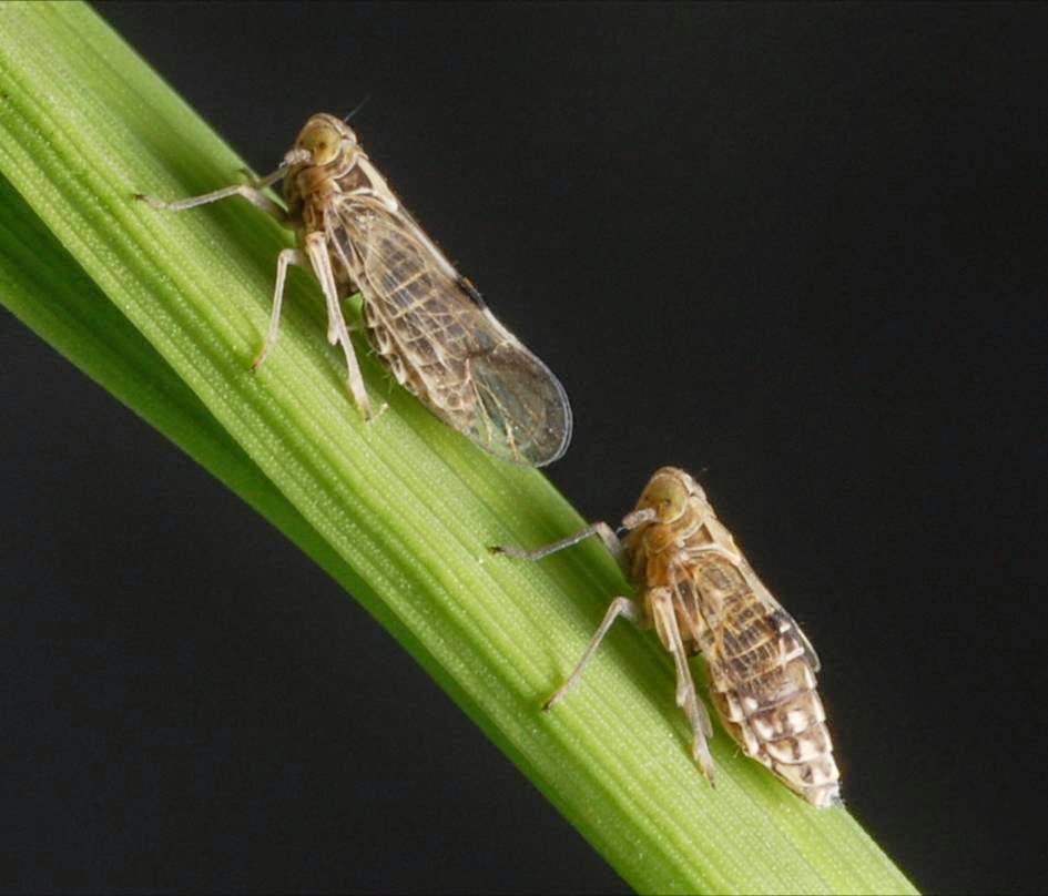 Nature and Farming: Rice Insects: Brown Planthopper