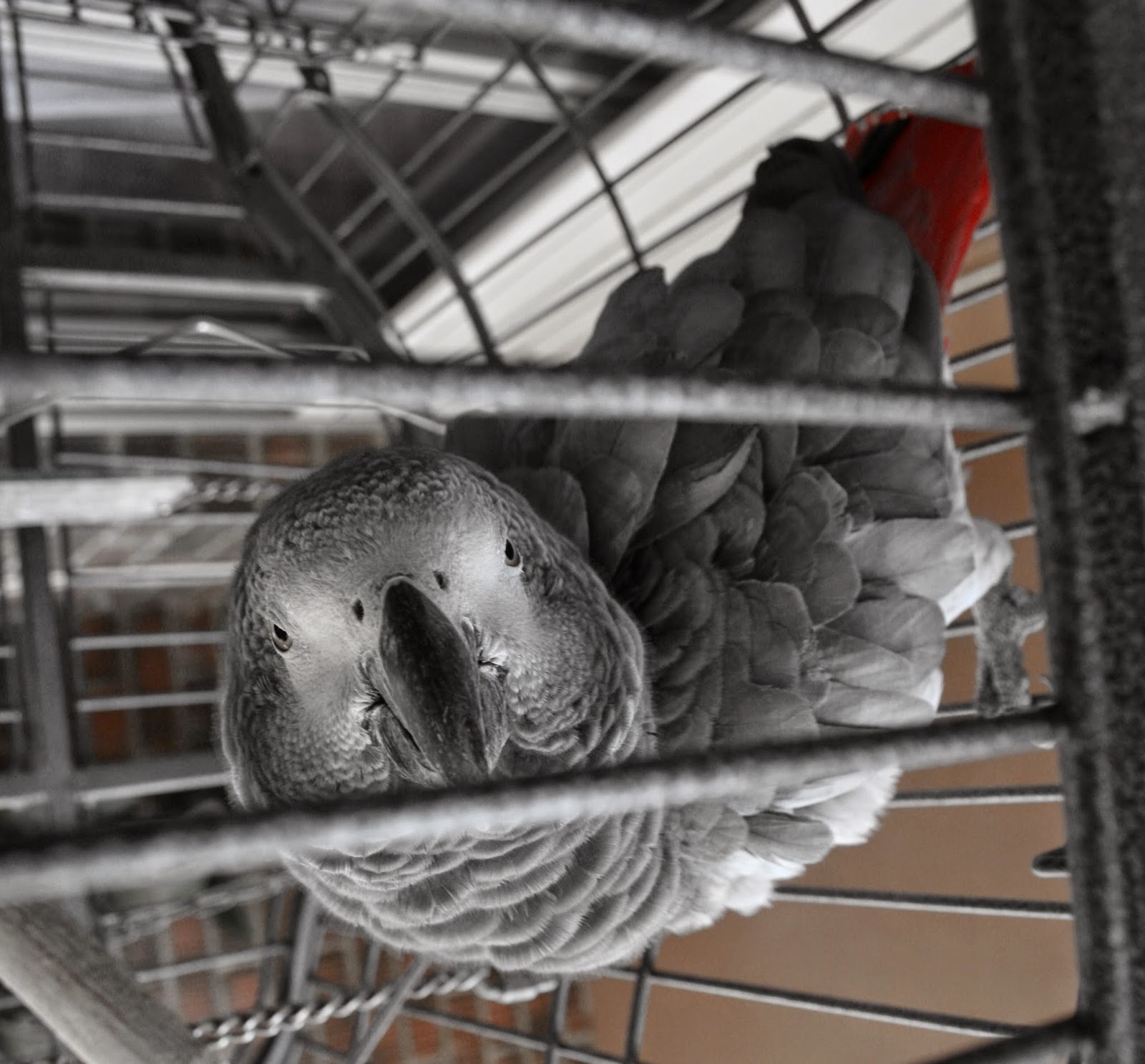 Dejando huella: Los Yacos o loro gris de cola roja