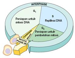 Reproduksi Sel | BIOLOGIPEDIA