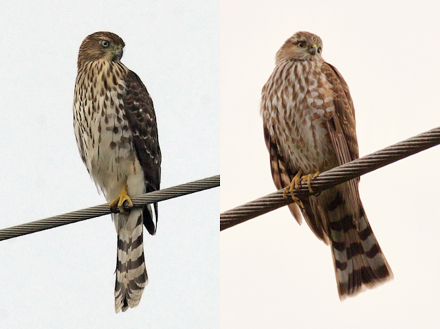 Wing Tips: Sharp-shinned and Cooper's Hawks