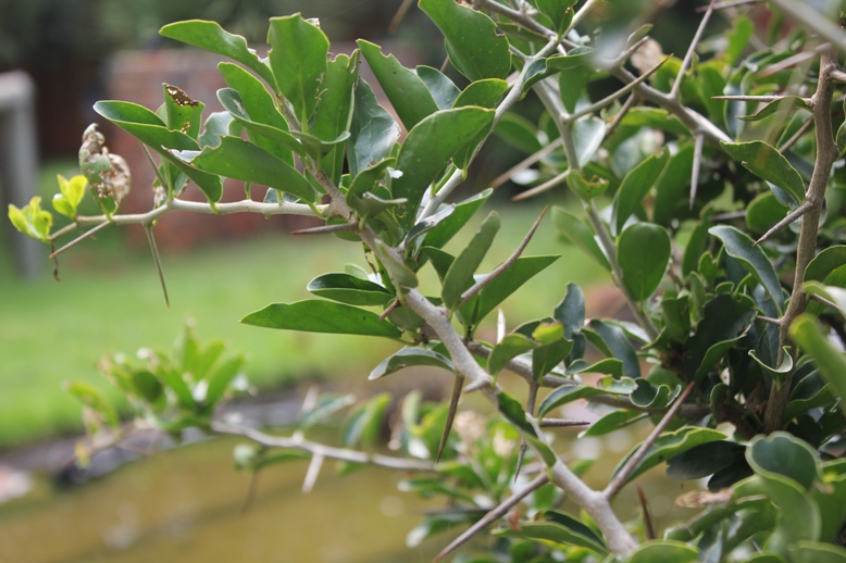 Hedgie's Nature Journal : Kei Apple