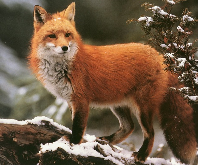 volpe (vulpes vulpes)