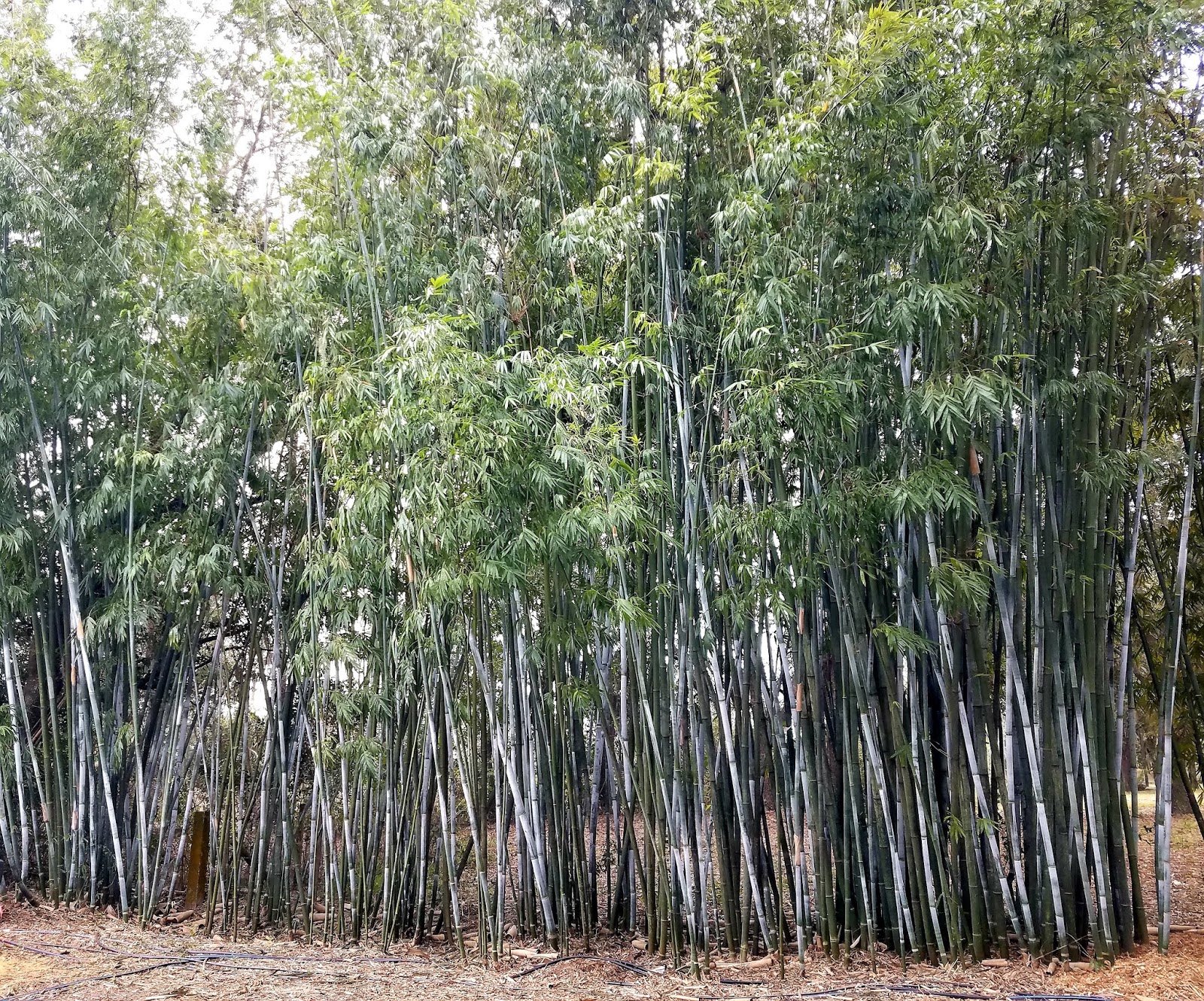 Welcome | Bamboo from Florida for Privacy & Beauty. Fast-Growing, Non ...