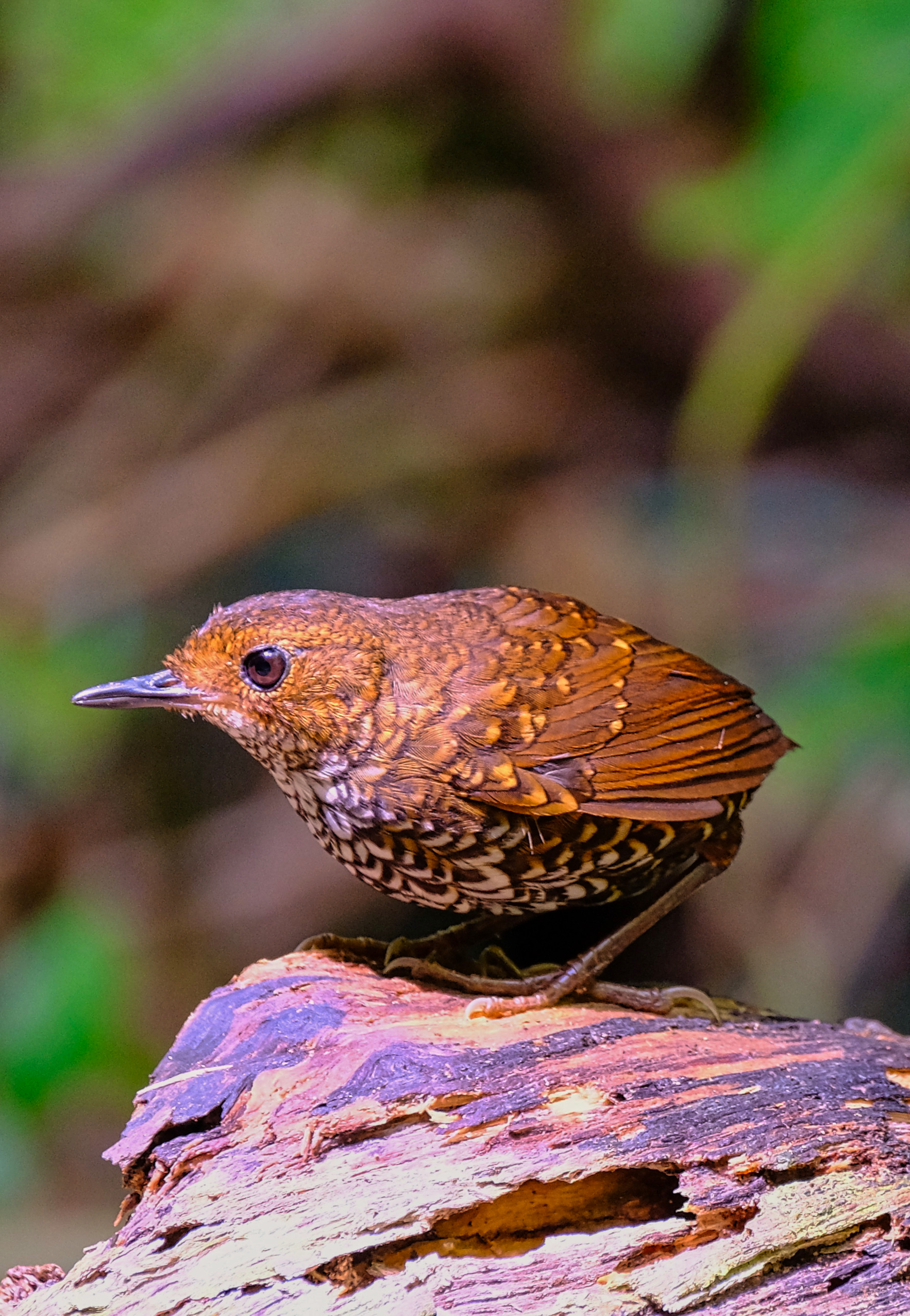 Mike is the name Birding is the game ( Birding in Malaysia - Malaysian ...