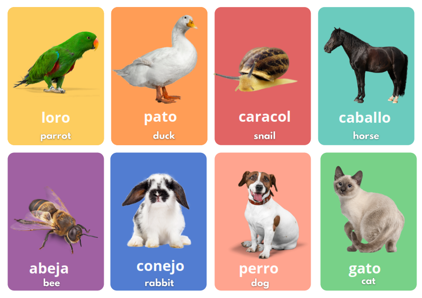 Animals Flashcards in Spanish | Spanish to Go