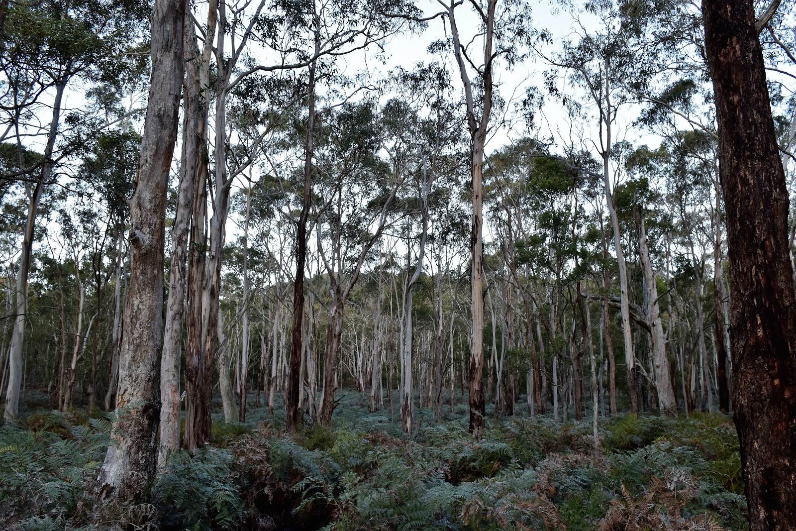 Goin' Feral One Day At A Time: Mt Napier Circuit, Mt Napier State Park ...