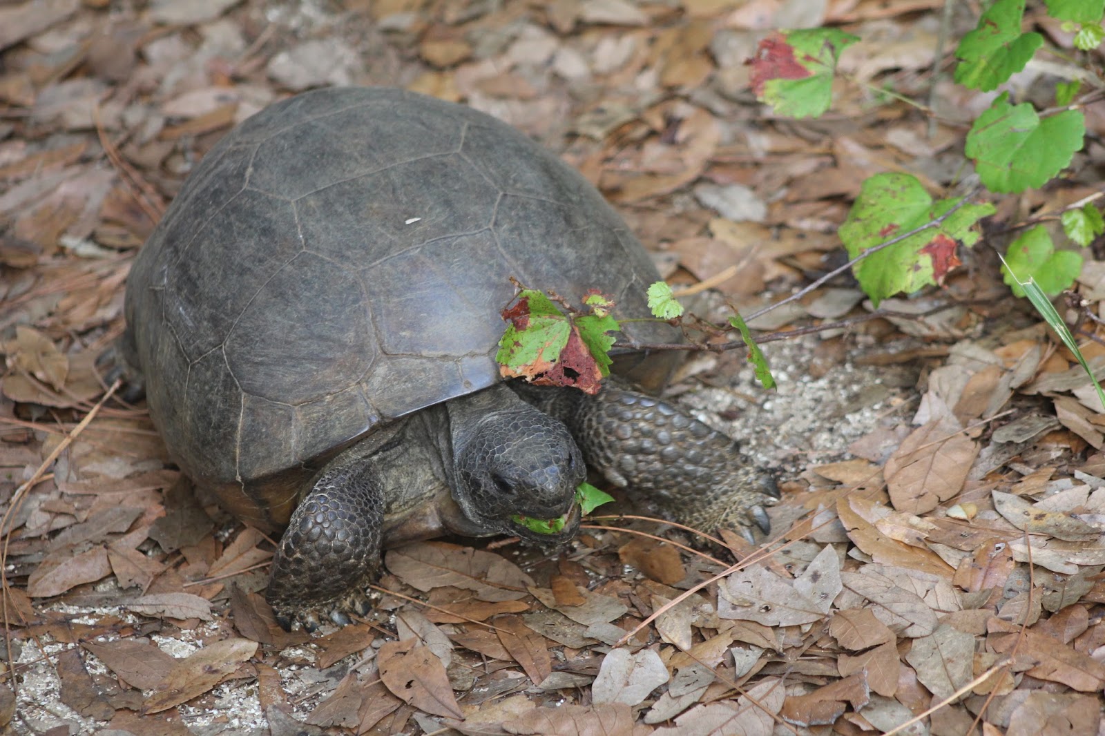 Dee's Photo and Nature Blog: Bioblitz and the Enchanted Forest