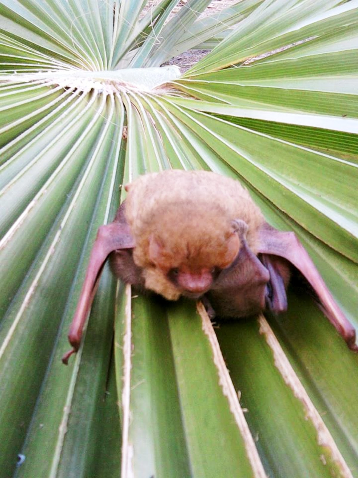 The Ebb and Flow of Homeschooling: an (un)common education: Surprise ...