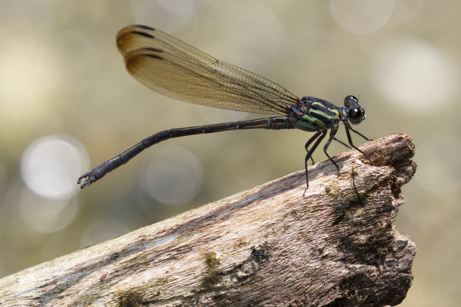 Nepal Odonata