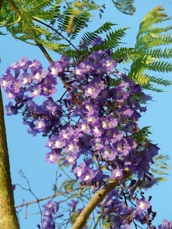 Jacarandá-de-minas (Jacaranda cuspidifolia Mart.) | A planta da vez