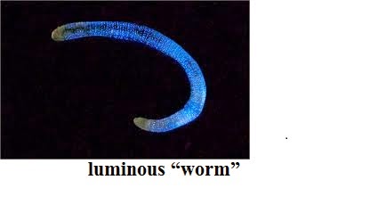 Creatures of world: 61. What hunts with a luminous “worm”?