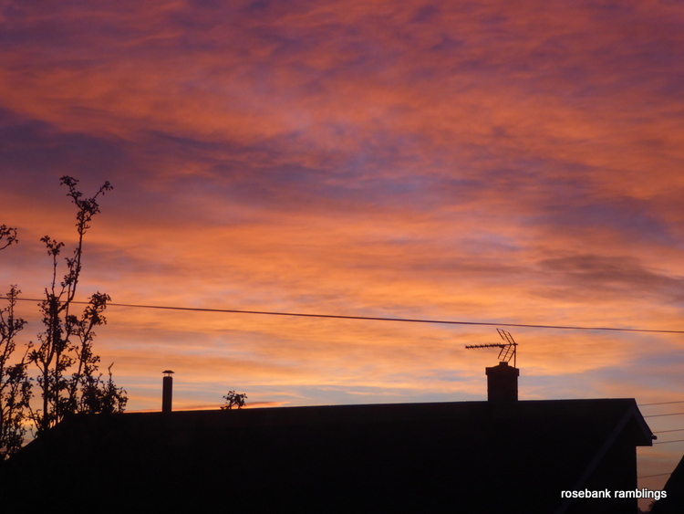 T h e R o s e b a n k D i a r i e s: the sweet calm sunshine of ...