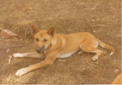 Dingo Lady: Kalang: Special Dingo of Margaret Fulton