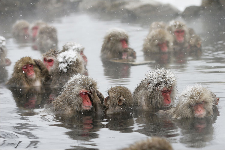 Webcam Traveler: snow monkeys (Japanese macaque): Jigokudani Monkey ...