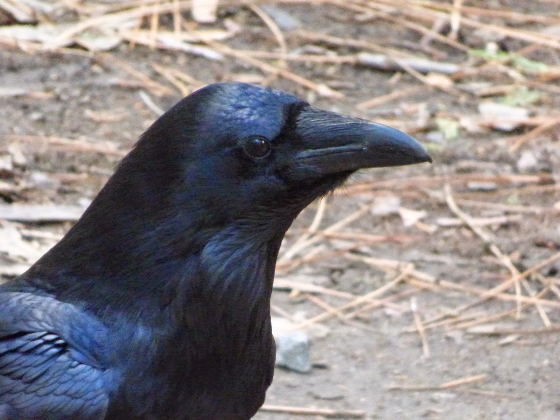 Geotripper's California Birds: Birds of the Day: Ravens at the Swinging ...