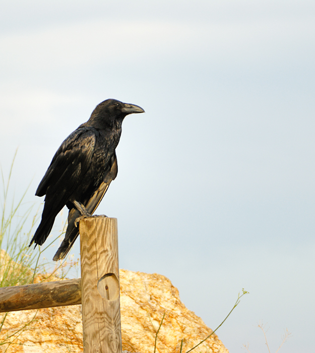 La Revista del Ciclon: La columna del Hermano Cuervo