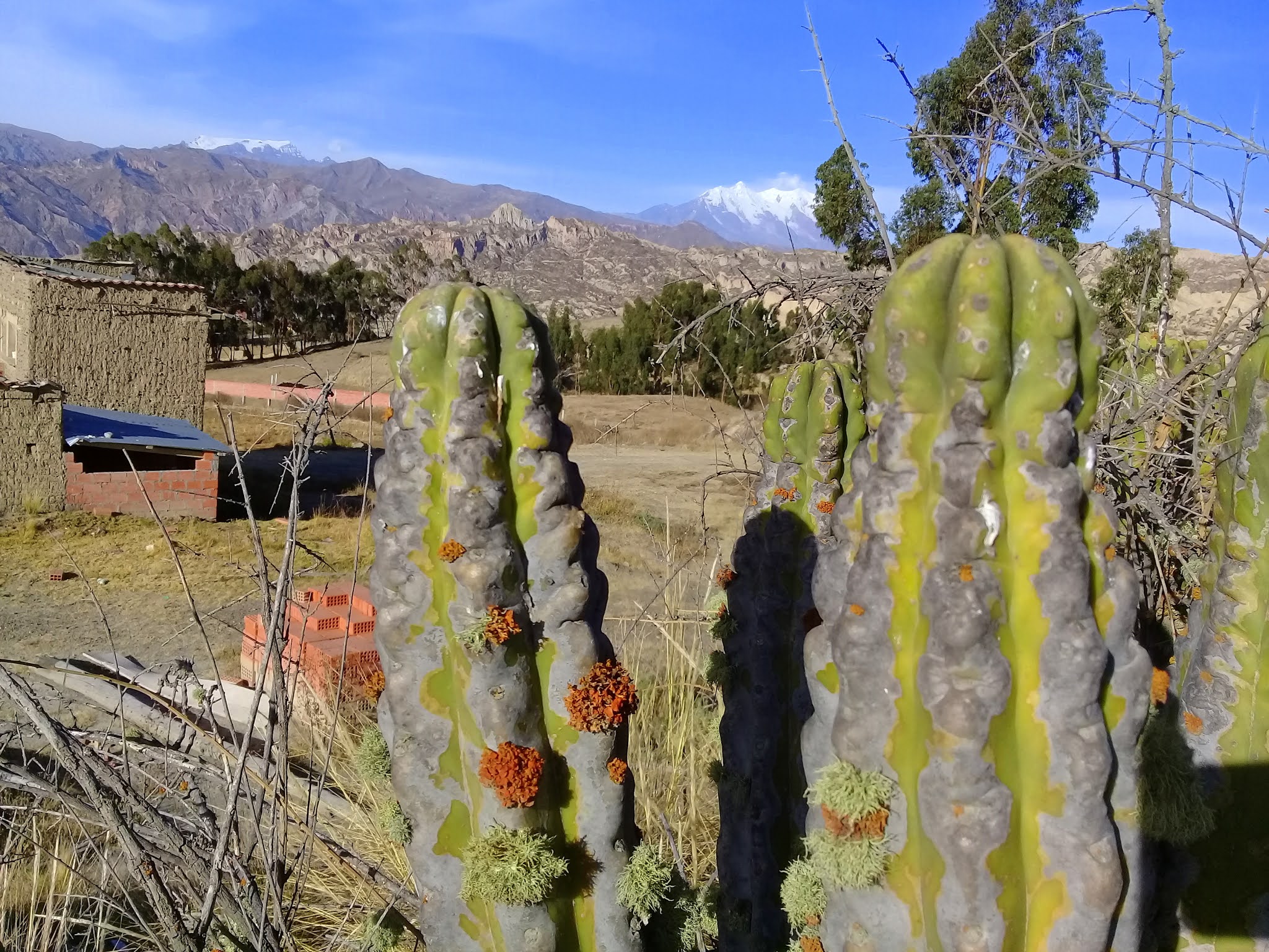 Danzarina en la Naturaleza: Achuma Wachuma Huachuma Guachuma Aguacolla ...