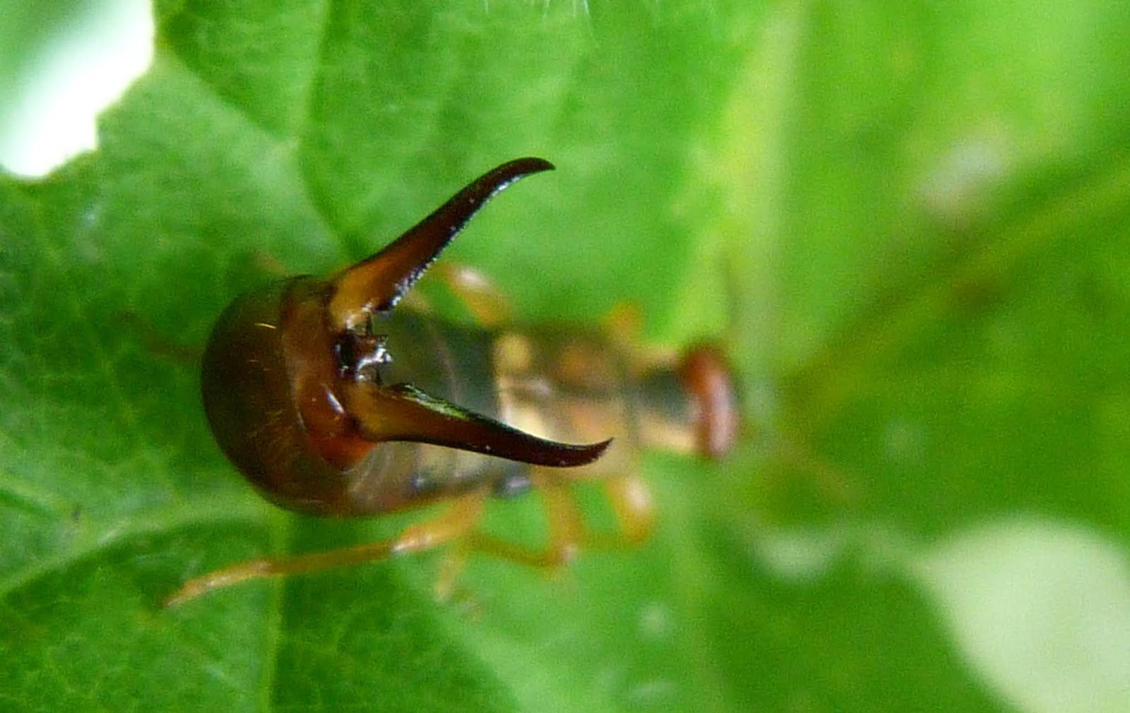Insects of Scotland: Earwigs/Stick Insects