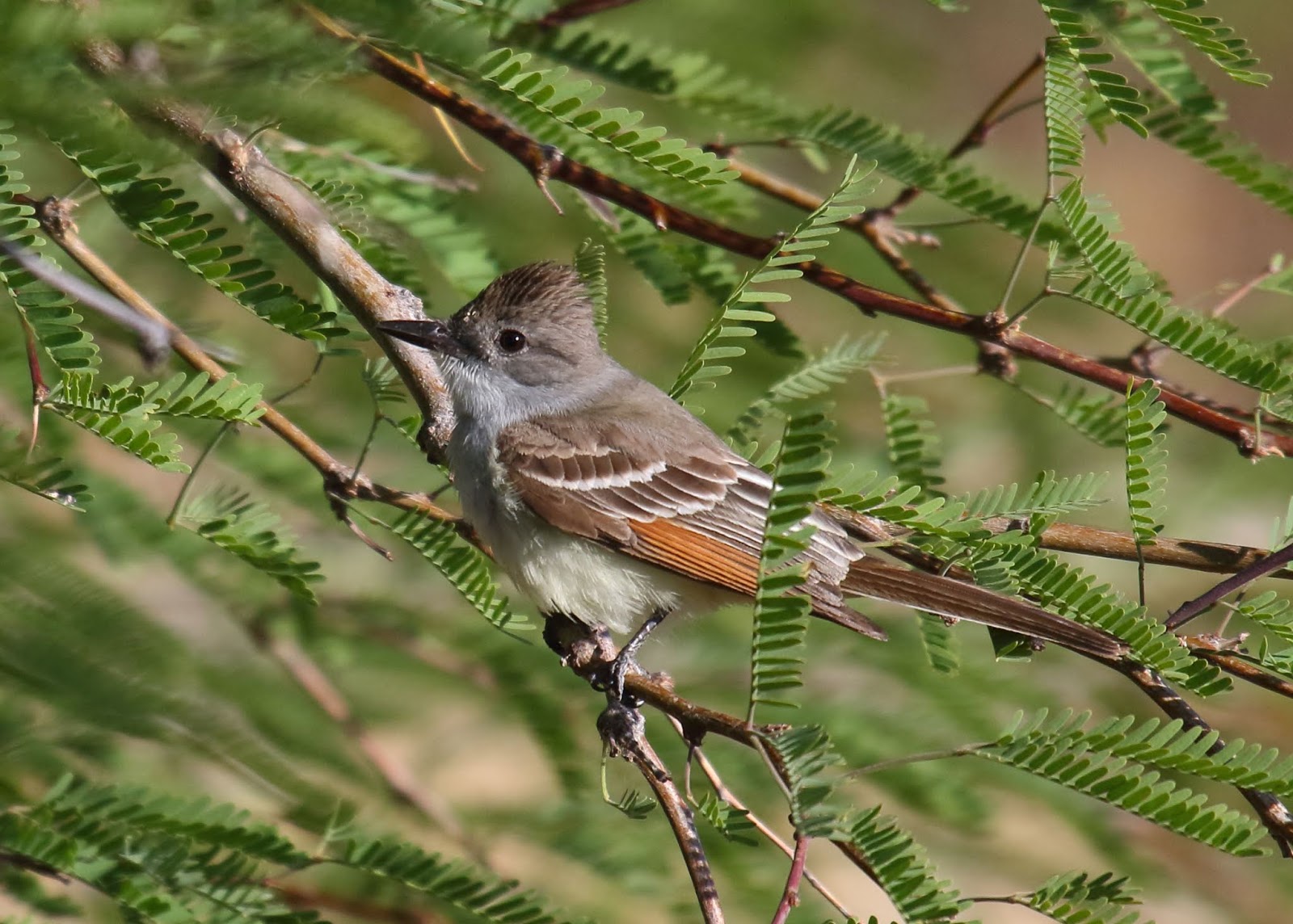 Ash-throated Flycatchers in Borrego Springs - Greg in San Diego