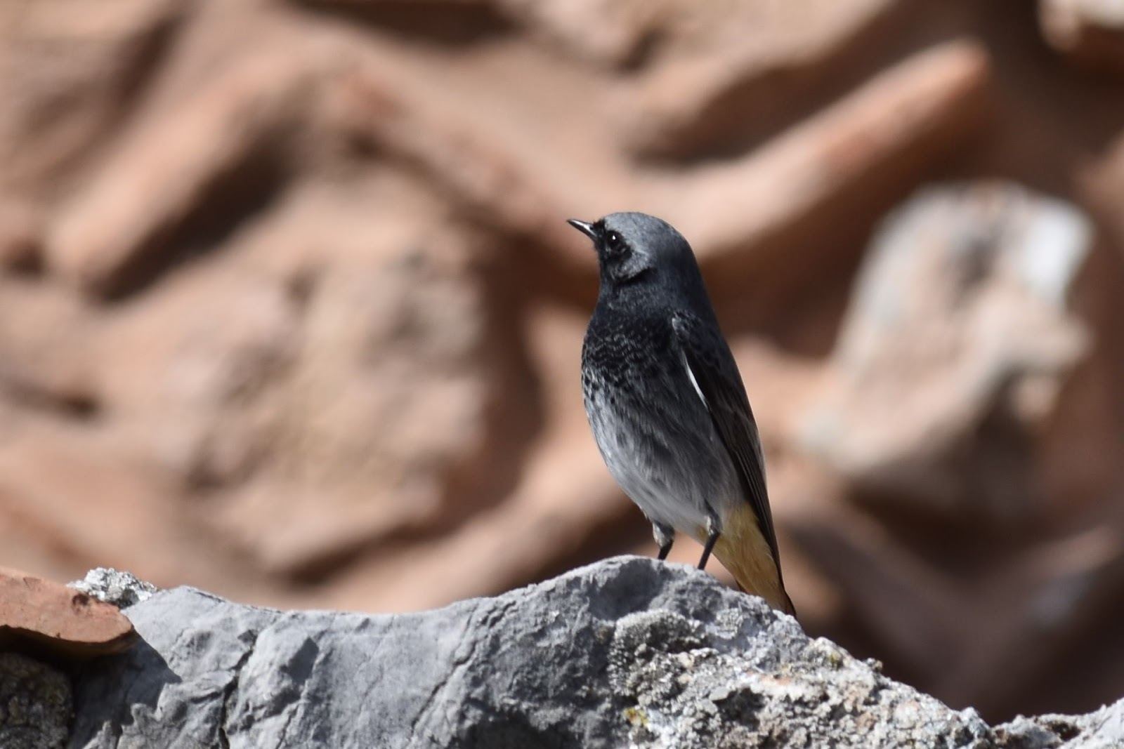 ZOOTOGRAFIANDO (6.100 ANIMALS): COLIRROJO TIZÓN / BLACK REDSTART ...