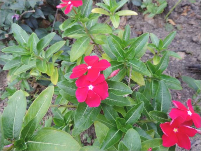 CRONICAS DE CUCUTA: 1351.- FLORES DE CUCUTA