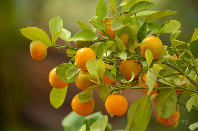 My Clicks: Chinese orange