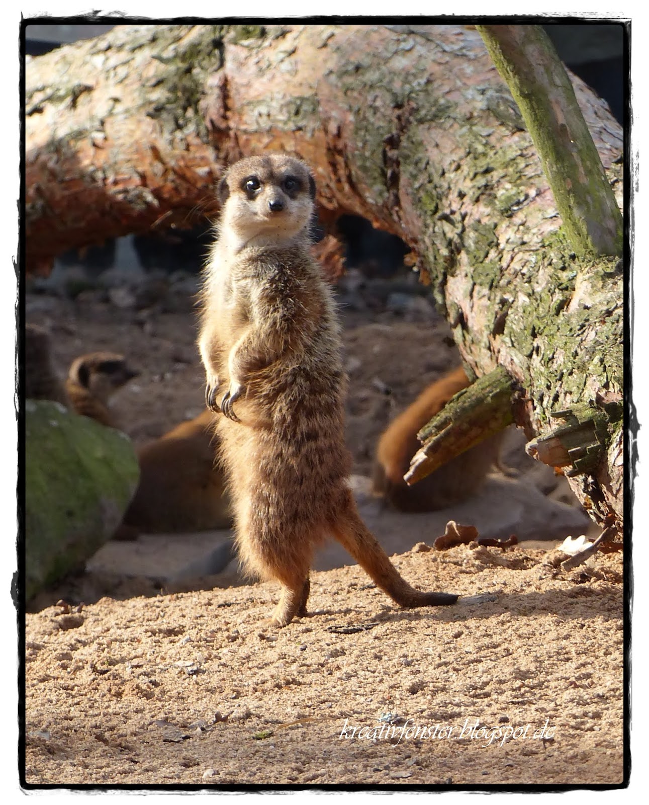 Ein Blick durch das Kreativefenster: Tiergarten Nürnberg/ Zoo Nuremberg