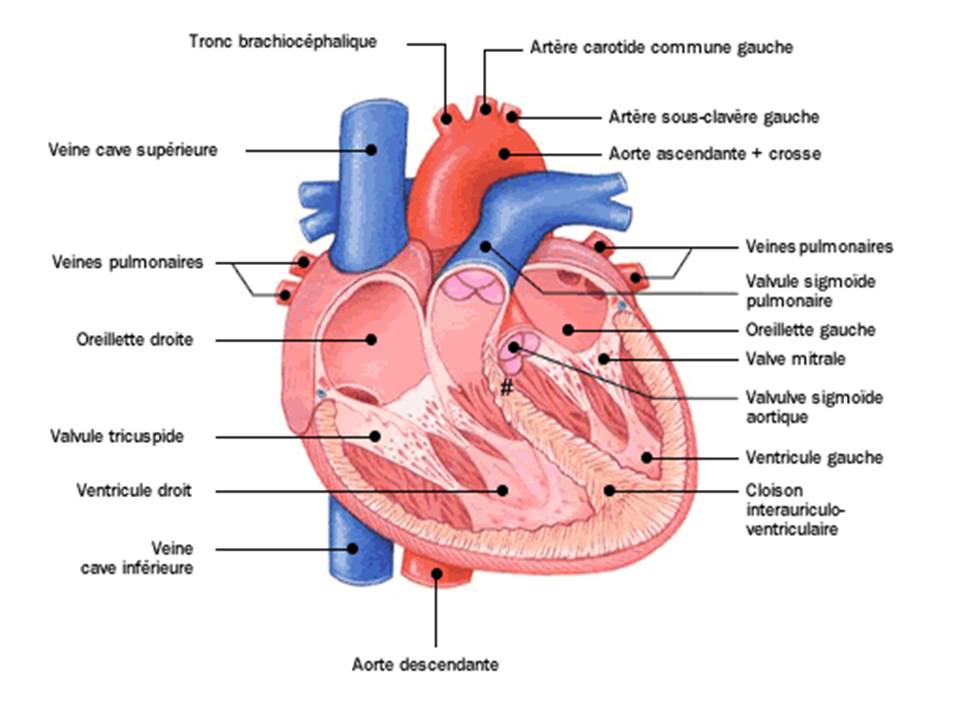 Formation infirmiers: La circulation sanguine