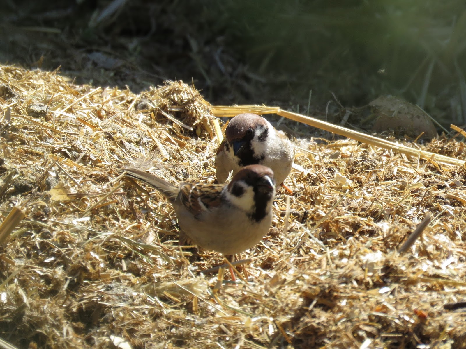 Mine naturfotos: Spurve og svaler