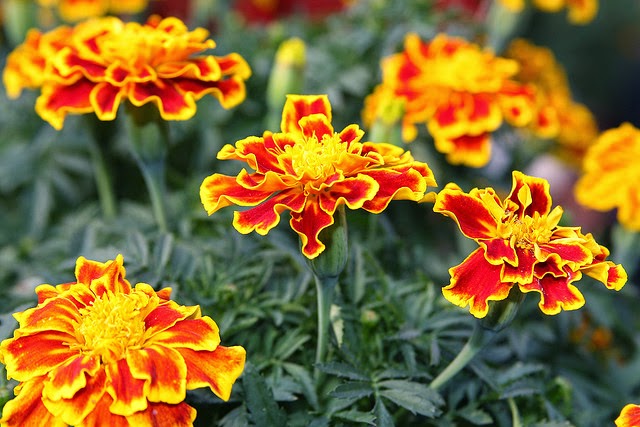 Moj Mali Bio Vrt: Kadifica, kadifa, fratrić