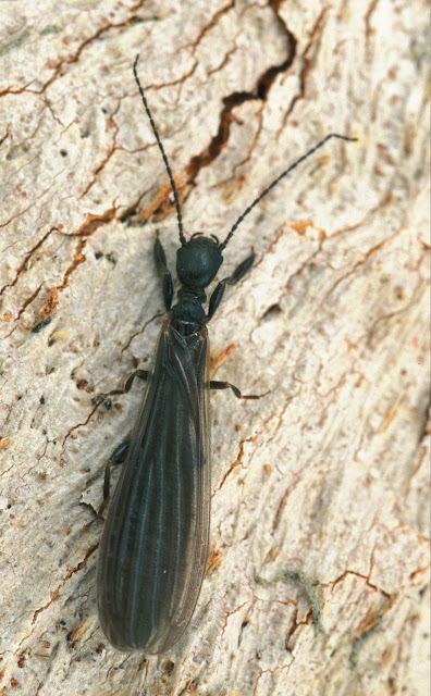 Real Monstrosities: Webspinner