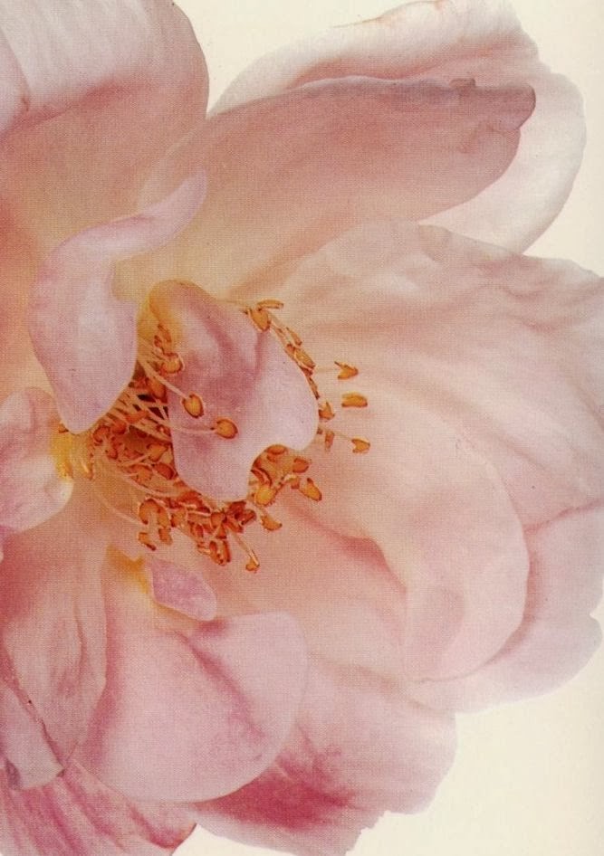 Sweetness and Light | automatism | Bloglovin’