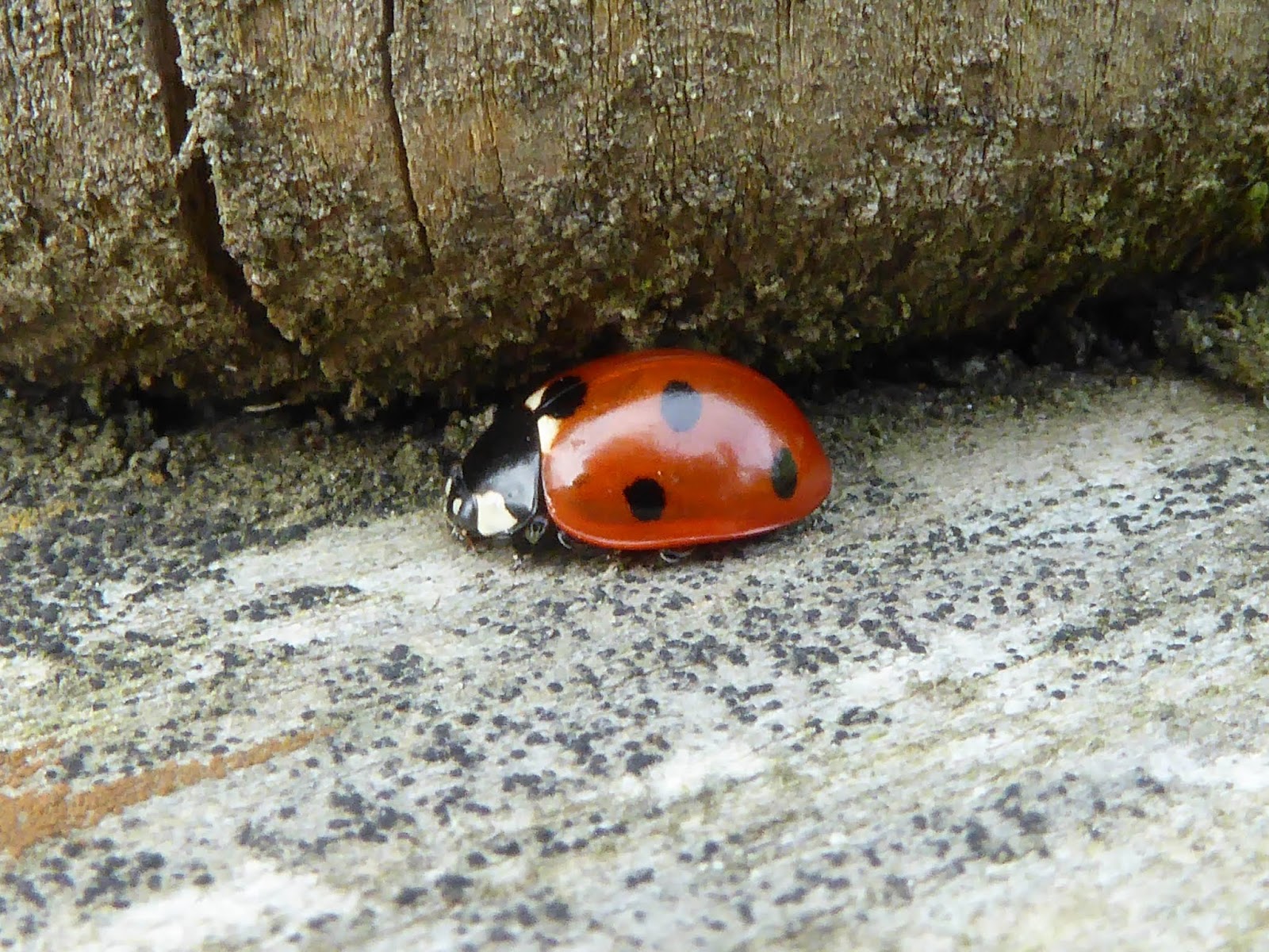 Wild and Wonderful: Ladybird, ladybird...