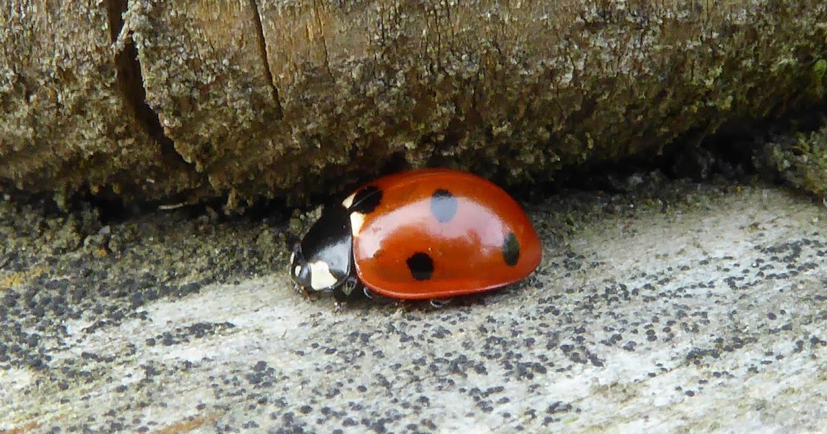 Wild and Wonderful: Ladybird, ladybird...