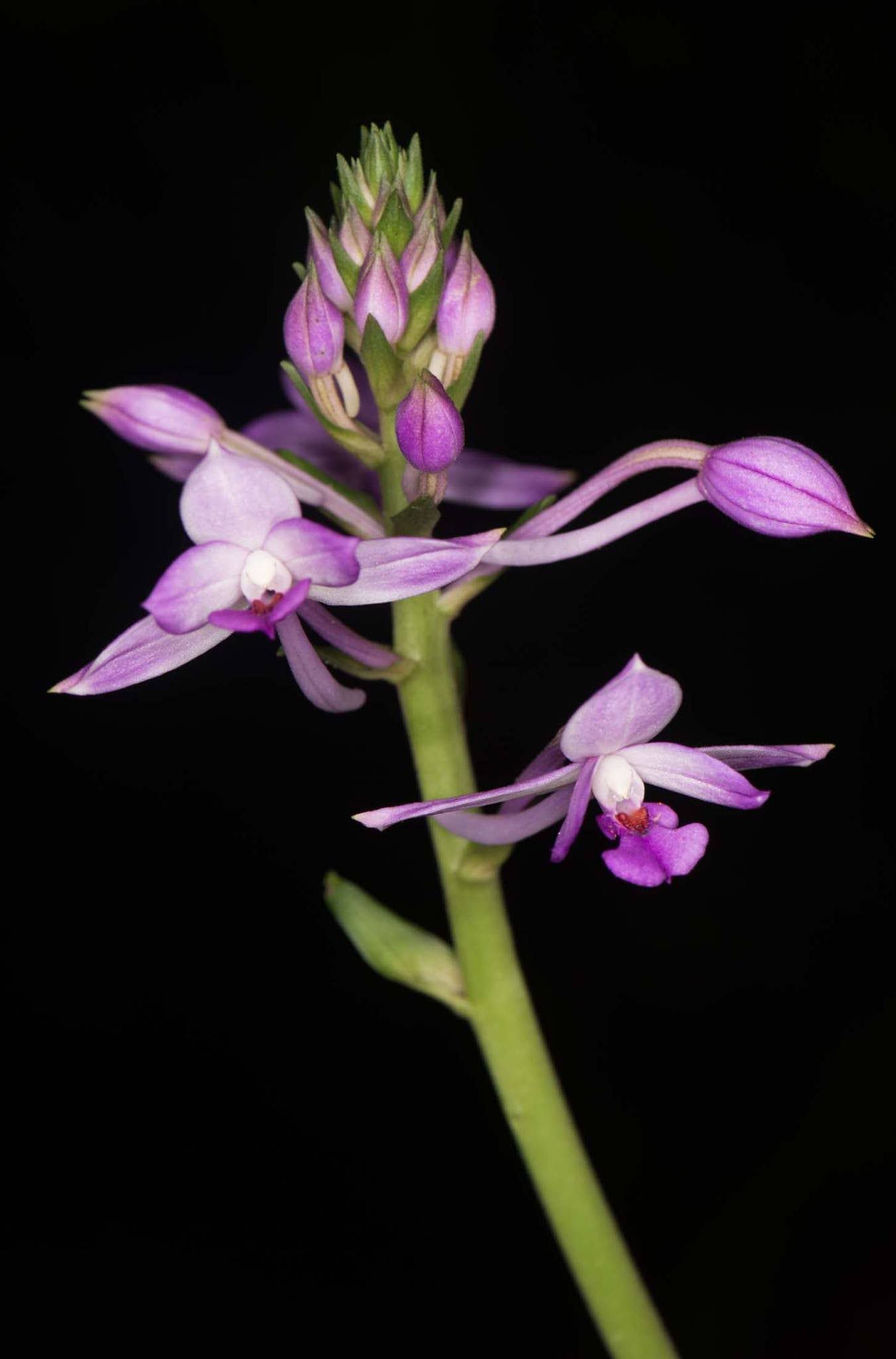 Calanthe masuca (D.Don) Lindl.