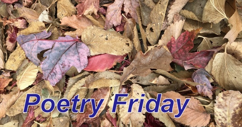 TeacherDance: Poetry Friday - December Haiku