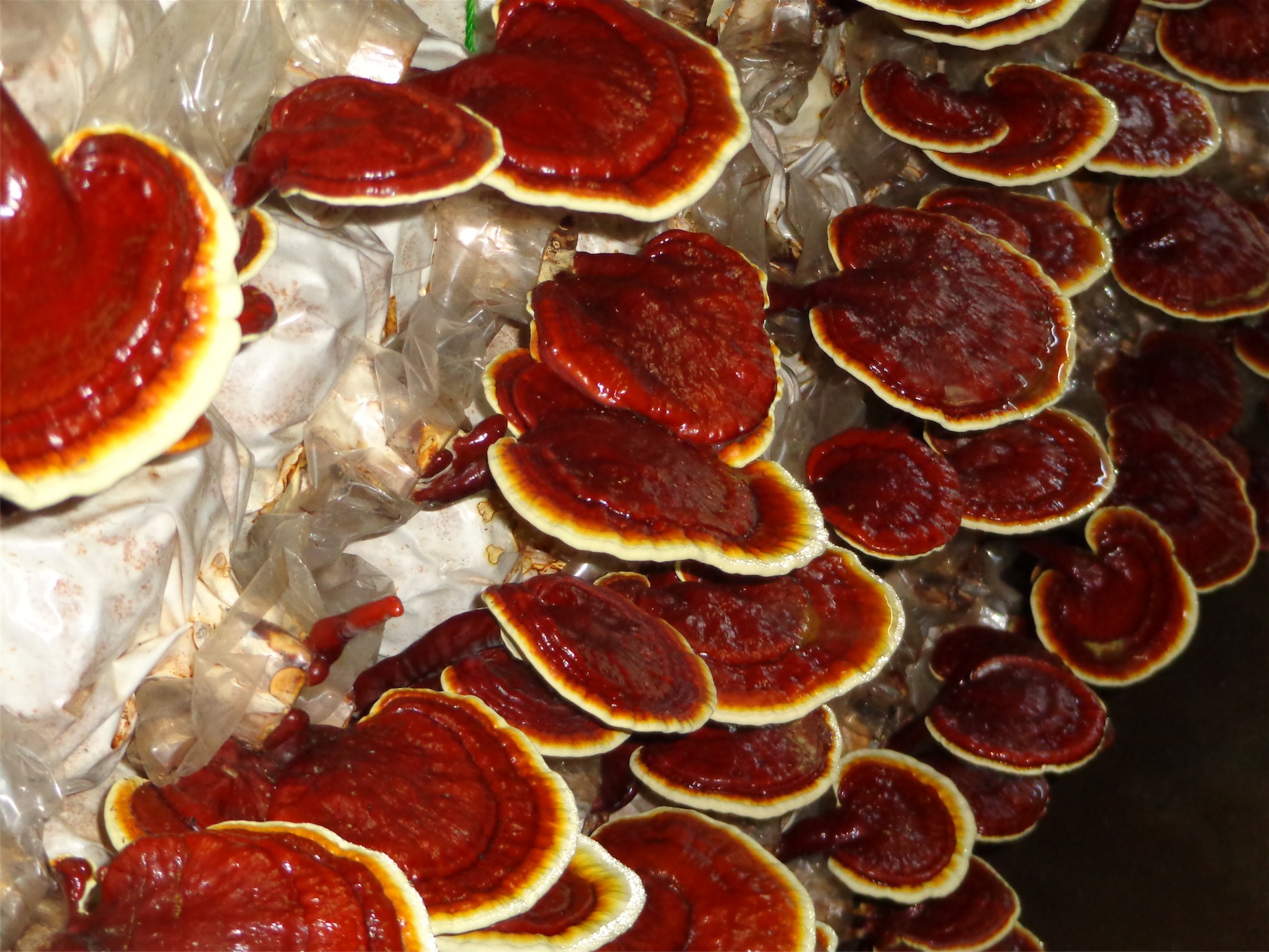 What is Ganoderma?