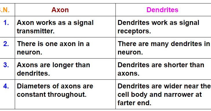 Differences between axon and dendrites.
