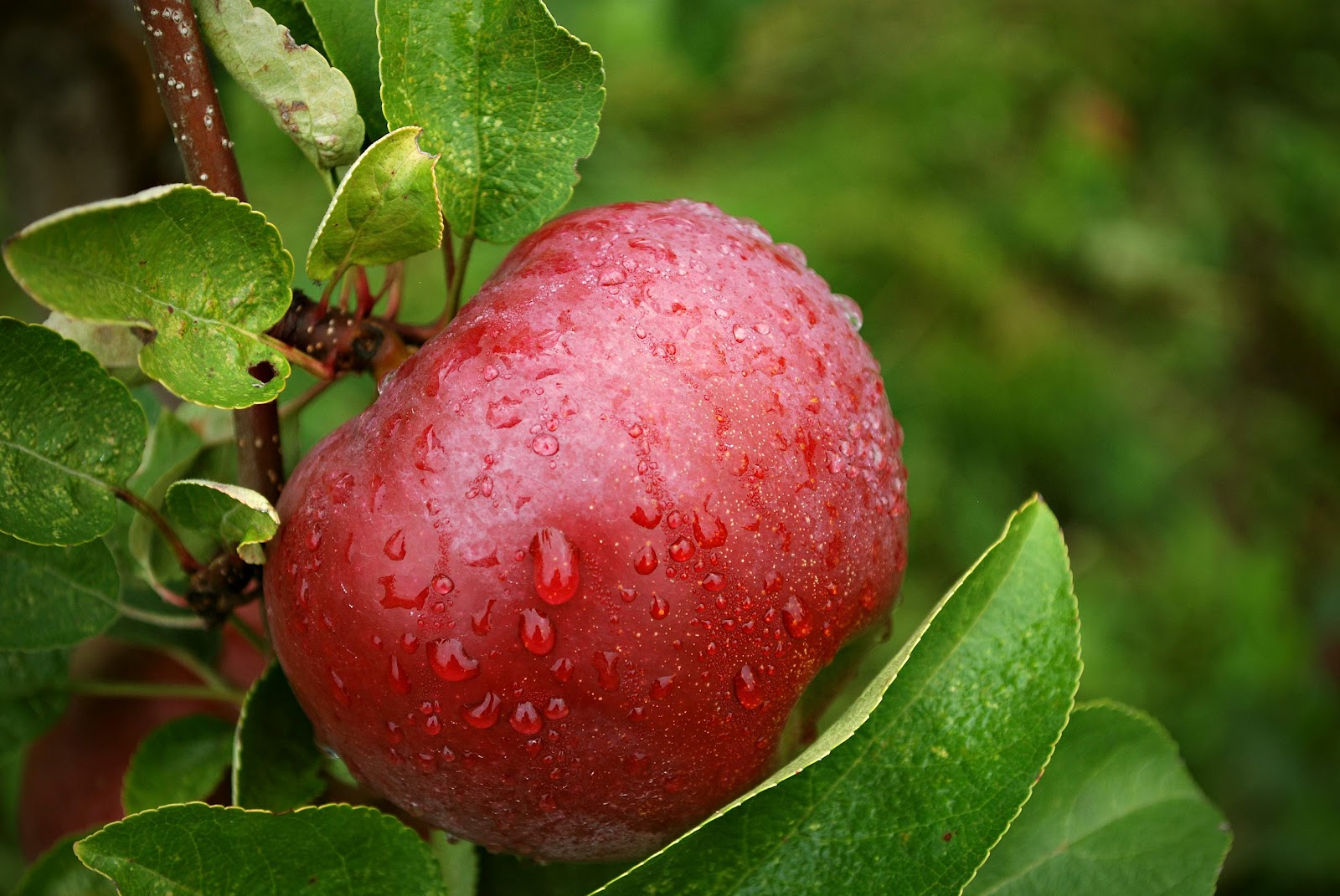 Loving This Life Fruit Appears loving-this-life-fruit-appears