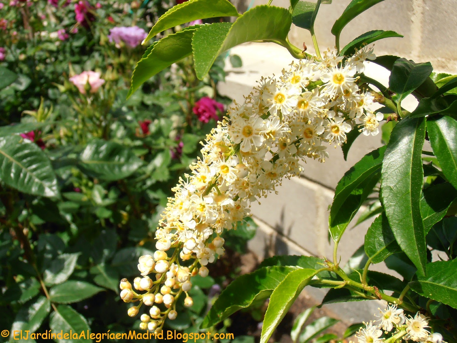 El jardín de la alegría : Prunus lusitanica (Loro, Laurel de Portugal o ...
