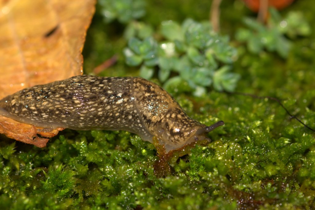 naturaleza en asturias: Para que no olvidemos Caliao