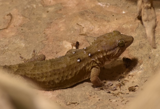 ZOOTOGRAFIANDO (6.100 ANIMALS): SALAMANQUESA DE PUNTOS BLANCOS / RINGED ...