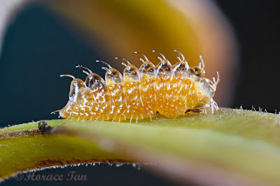 Butterflies of Singapore: Life History of the Banded Royal