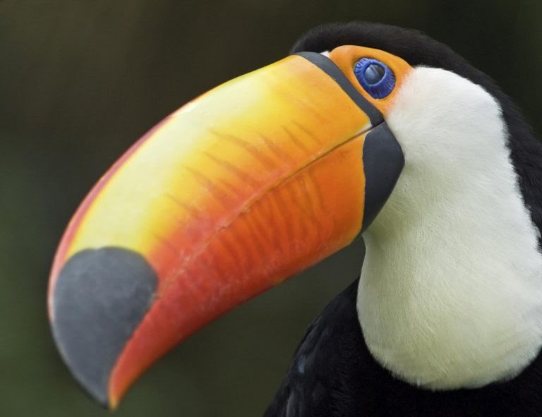 Bienvenidos a "Pando" - Pando ha conservado su pródiga vegetación en ...