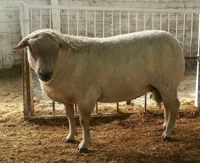 Ovinos Charolais: La raza Charollais