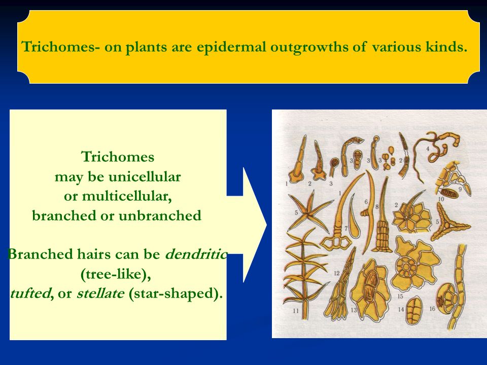 Epidermal Trichomes: