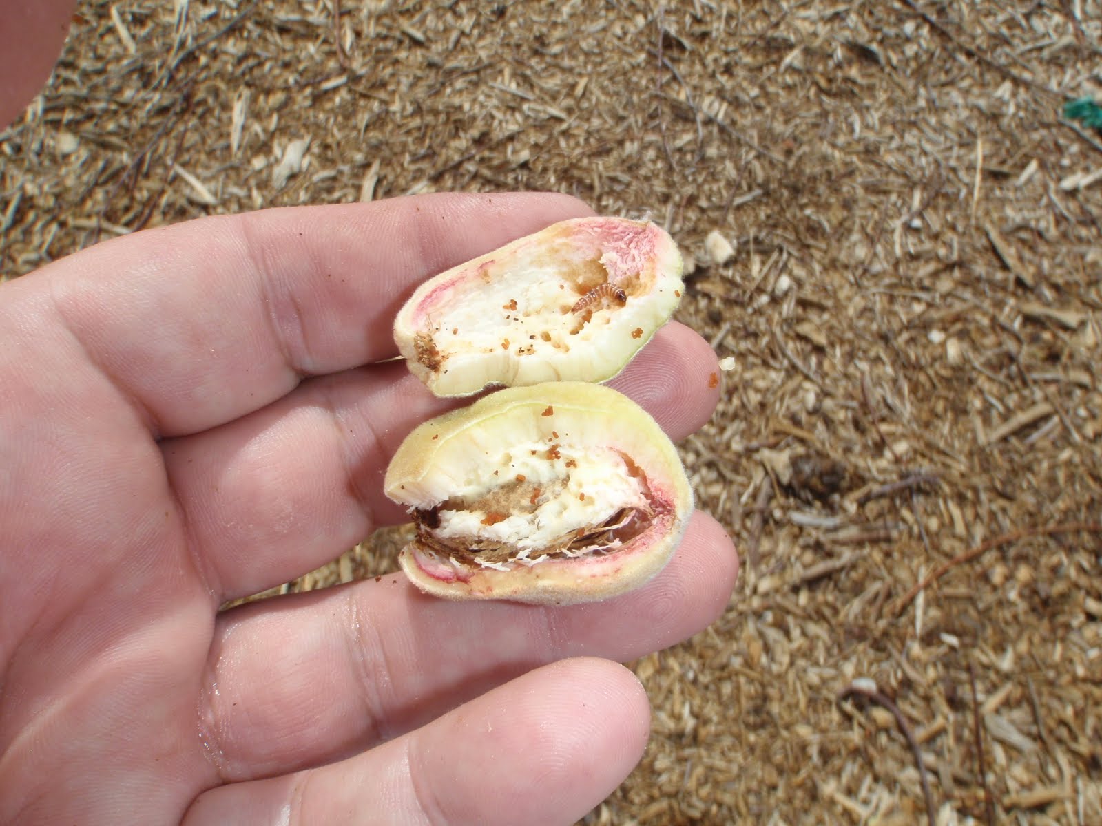 Xtremehorticulture of the Desert: What's Happening In The Orchard In ...