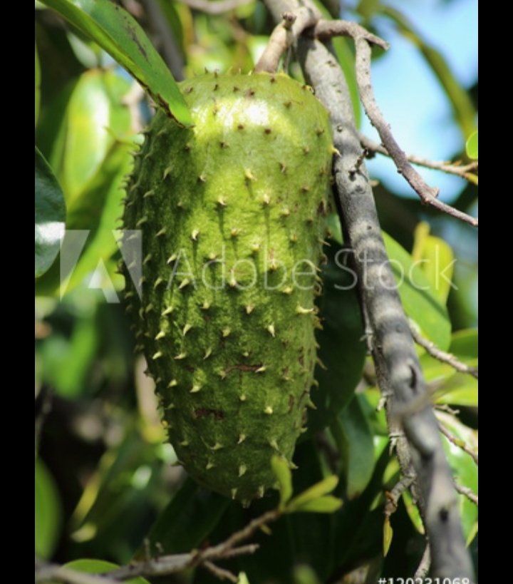 Vertus incontestables du corossol | SANTE ET BIEN-ÊTRE