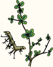 The Healing Herb of India: Commiphora wightii (Guggul) |The Healing ...