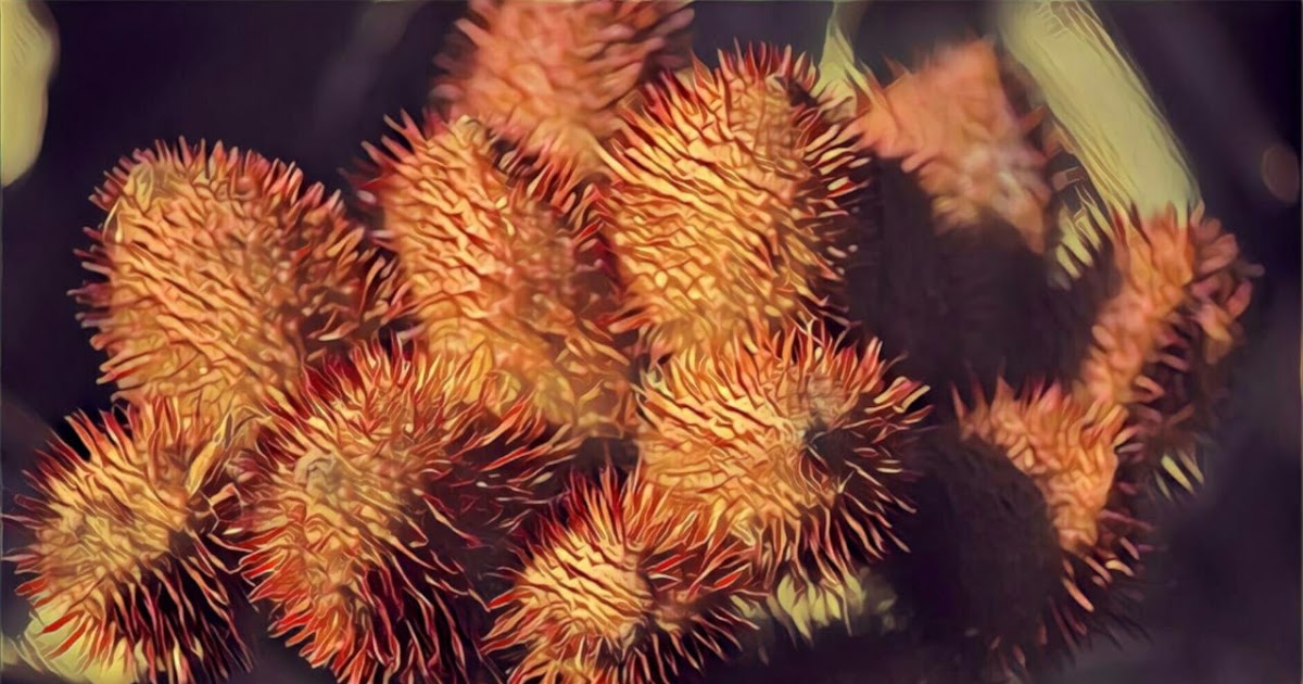 Achiote | ¿Que es el Achiote? (Pigmento)